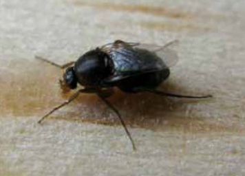 Forídeos - Veja Como evitar e eliminar forídeos em seu Meliponário.