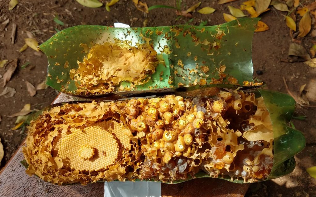 Abelhas Jataí - Tetragonisca Angustula, Fiebrigi e Weyrauchi - Abelha Jataí