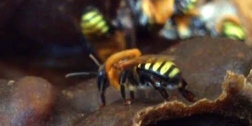 Abelhas Manduri, Melipona Asilvai, Melipona Marginata e Melipona Torrida